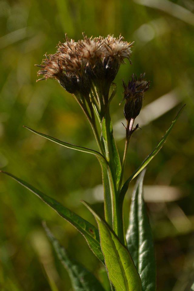 Păiuşul lui Porcius, regăsit după 110 ani în Parcul Naţional Munţii ...