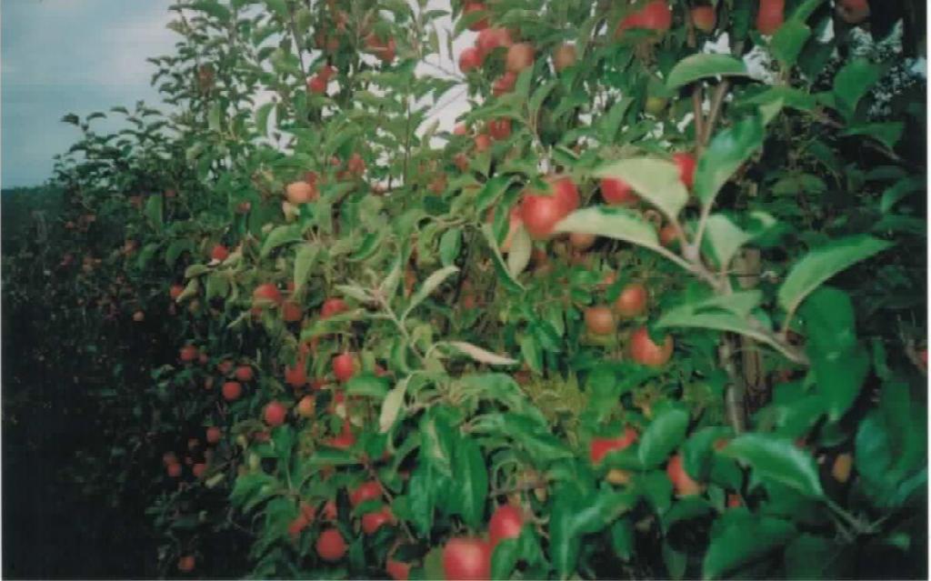 Mere ecologice la Ferma Cavalerilor | Răsunetul