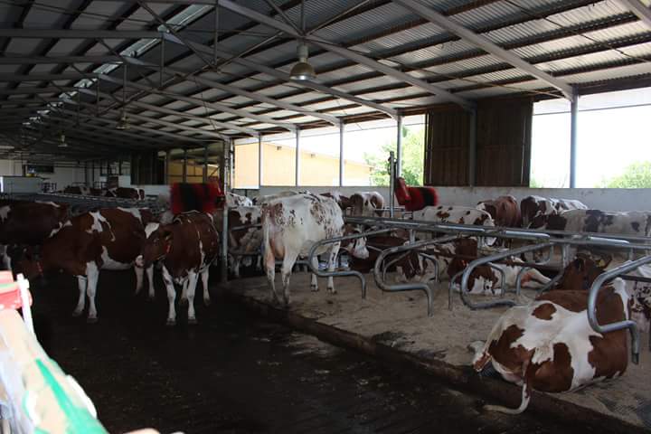 Cea mai moderna ferma de bovine din Romania este la Orheiu Bistritei ...