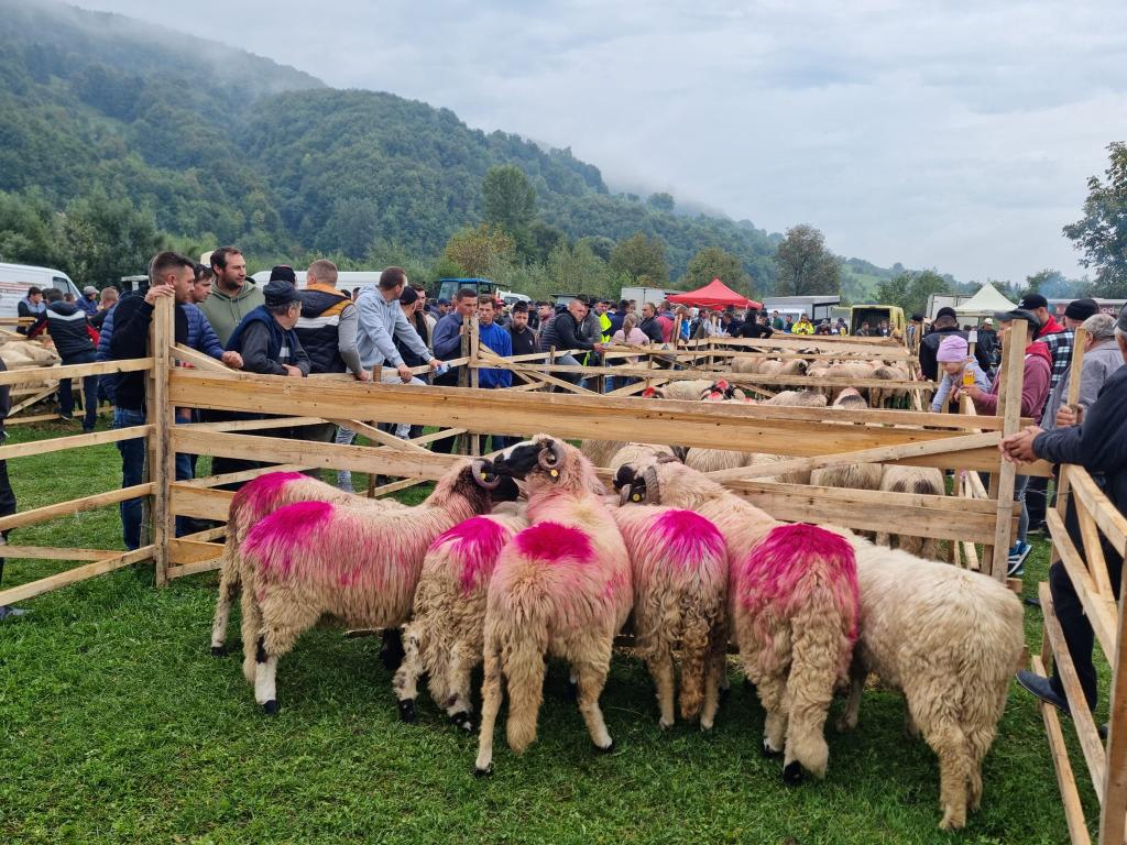 Cele mai frumoase exemplare de ovine, expuse la Târgul de toamnă de la ...