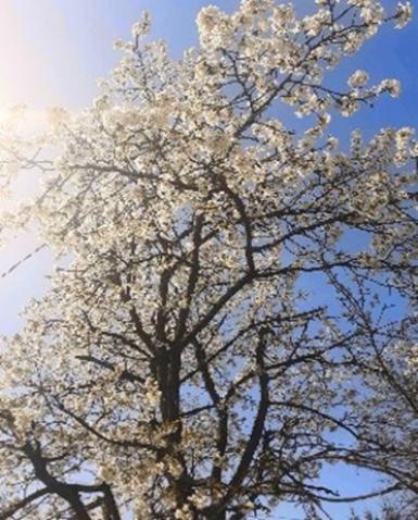 Cupola olfactivă de la Malin | Răsunetul
